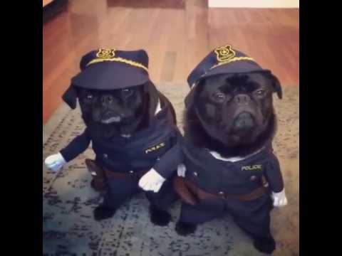 BEST COP PUGS - YouTube