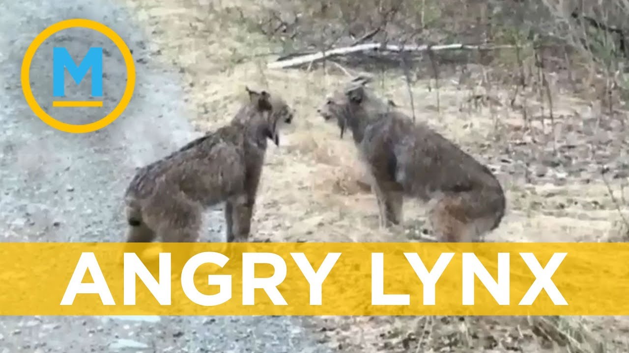 Two Lynx make a truly bizarre sound when yelling at each other | Your ...