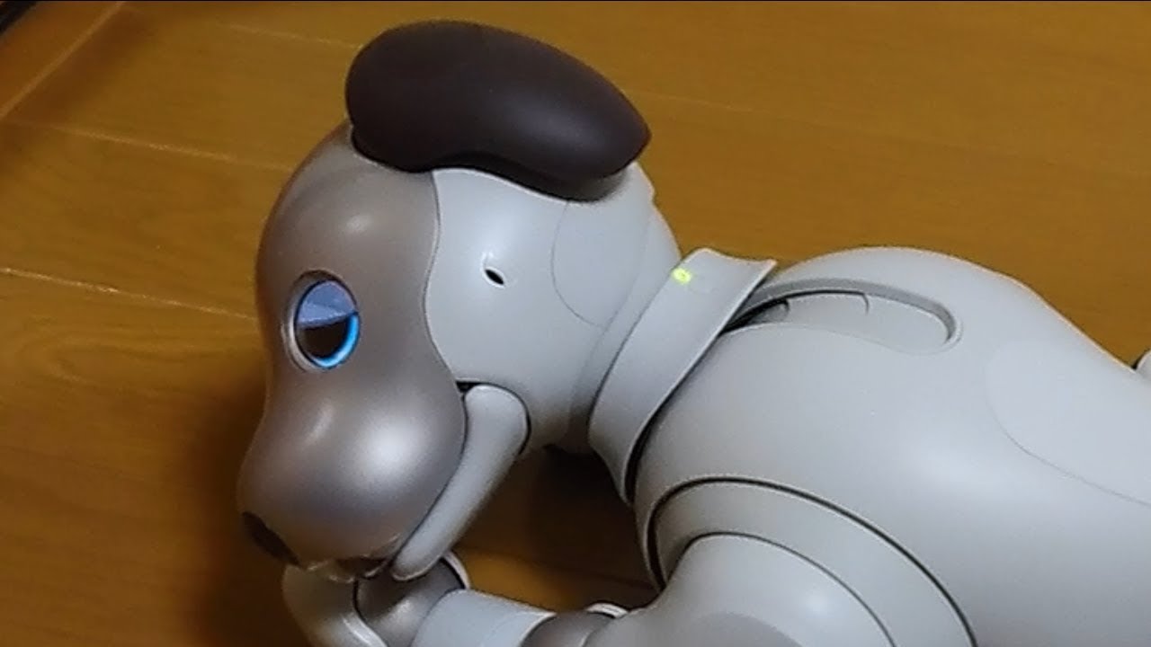 aiboの寝る瞬間を激写!! - I shot a moment of Aibo's sleep. 【アイボ】 - YouTube