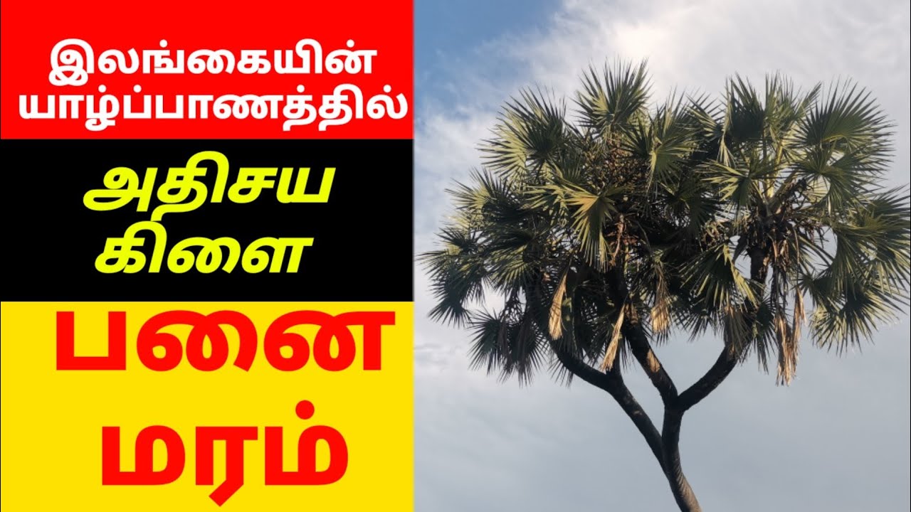 The miracle palm tree in Sri Lanka, Jaffna 😱 அதிசய பனை மரம் ||Nitharsan ...