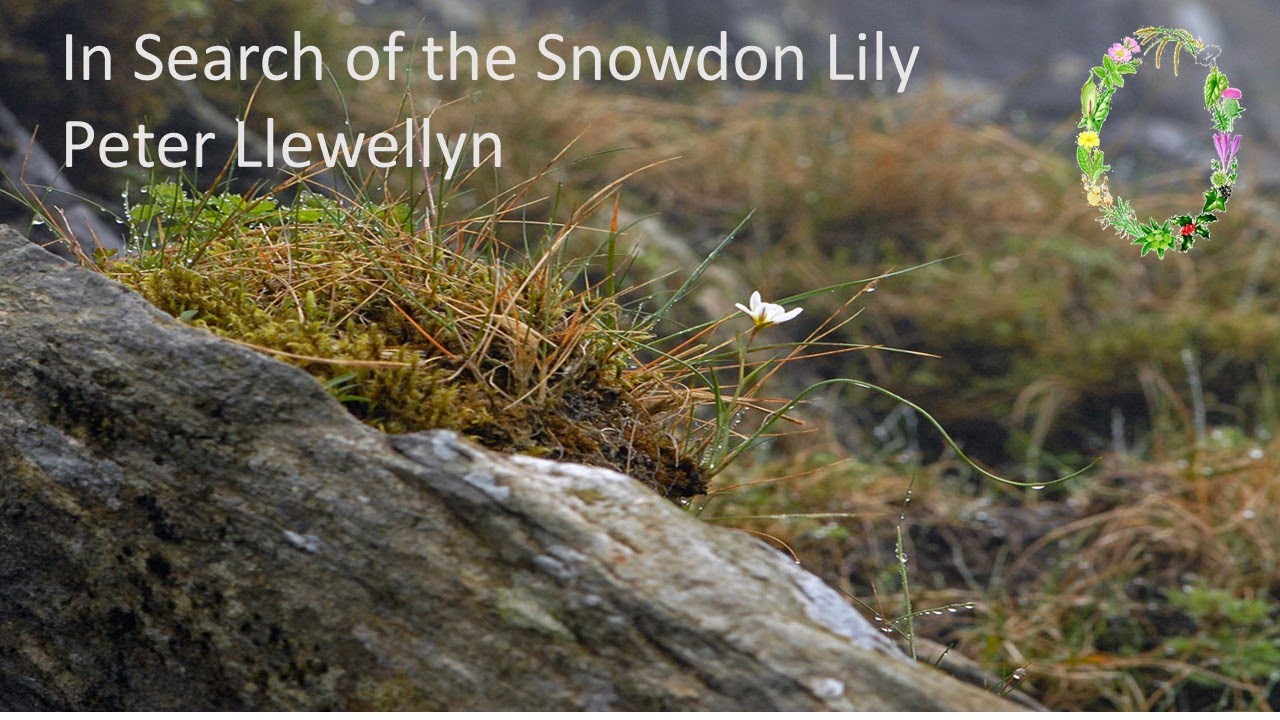 In Search of the Snowdon Lily - YouTube