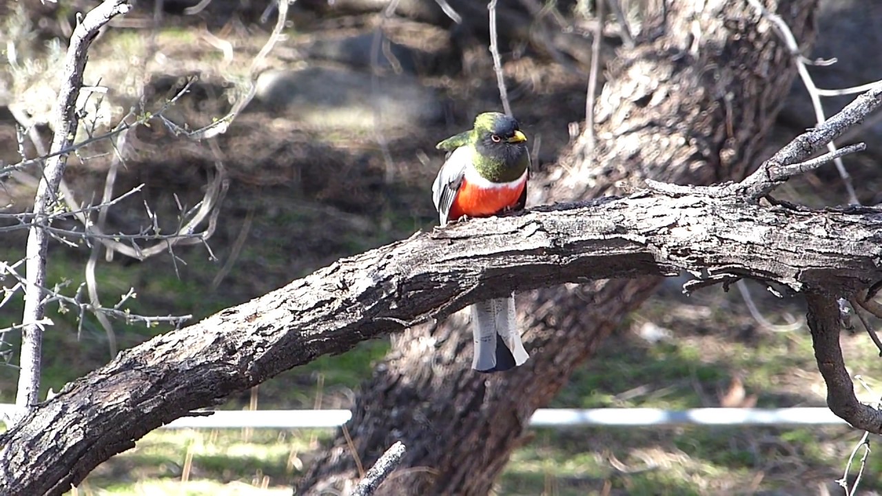 Male Elegant Trogon (Trogon elegans) at Madera Canyon, AZ - YouTube