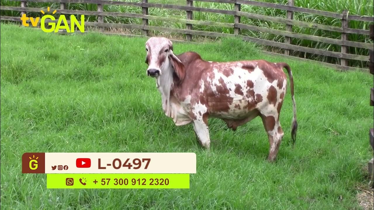2024. TERNERO TIPO LECHE. L 0497 - YouTube
