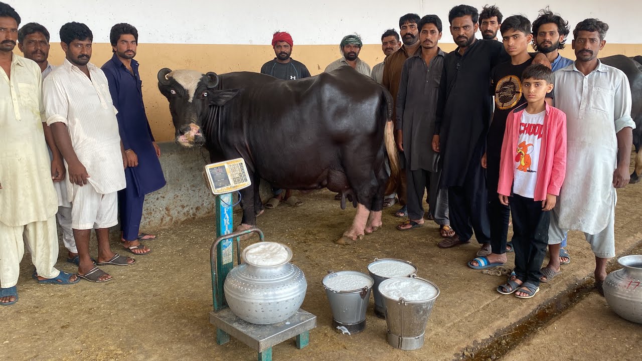 Full Milking of Super Nili Ravi Buffalo 36 Kg Milk ll Abdullah Dairy ...