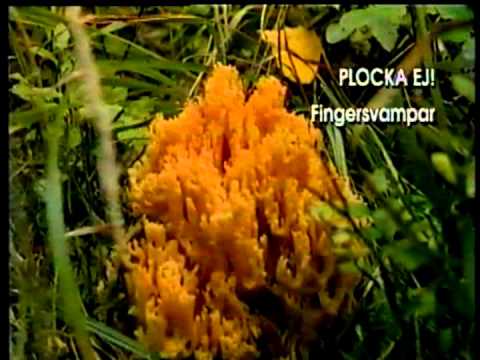 Christinas svampskola - Christina Lindberg Mushroom Video 1994 Sweden Only PAL VHS
