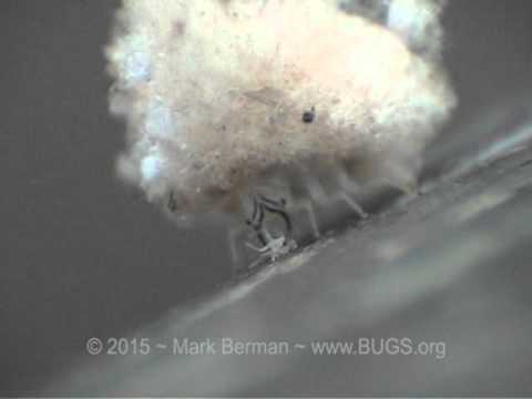 Green Lacewing Larva - (Chrysopa spp.) - YouTube