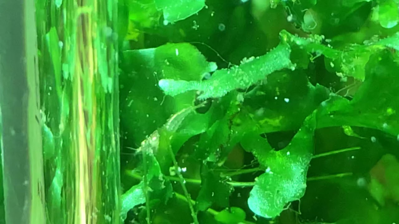Baby red neocaridina shrimp 1 day old - YouTube