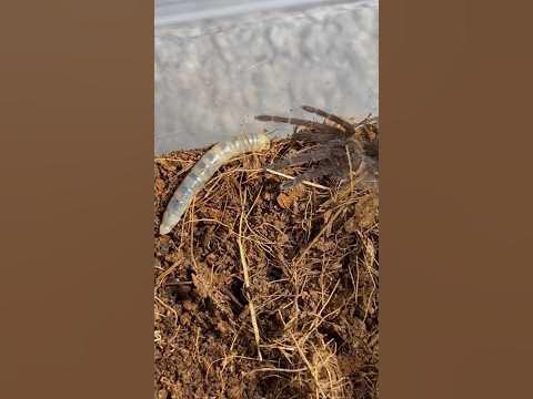 Java Fury Tarantula (Selenocosmia javanensis) takedown - YouTube
