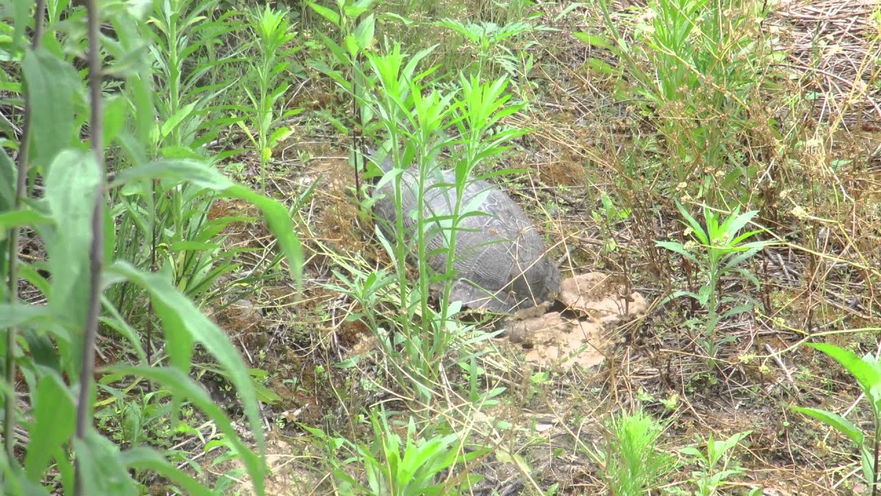 Yellow bellied slider covering eggs MVI 3717© Maria de Bruyn - YouTube