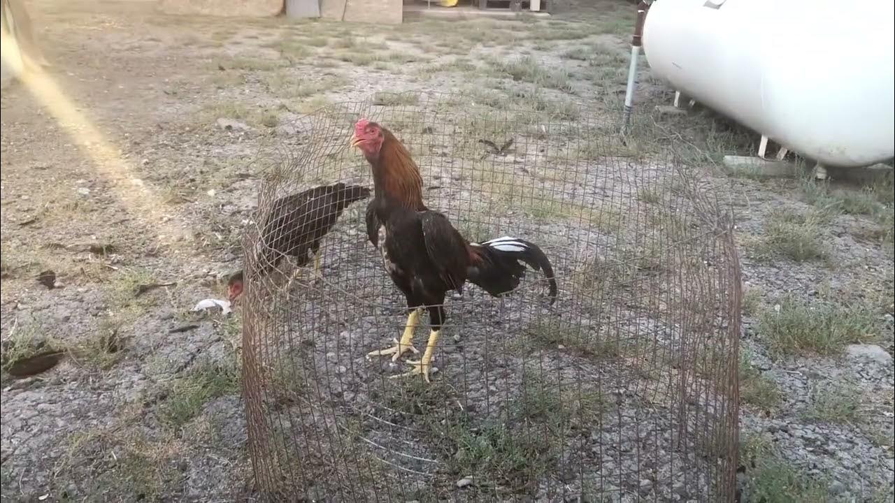 Qaib California Yug Qaib Lom Zem - YouTube