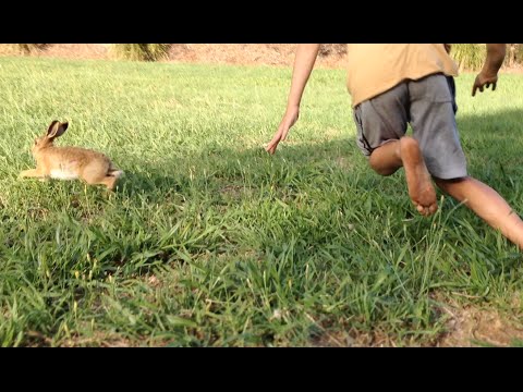 Hare chased and caught BAREHANDED | TDB - YouTube