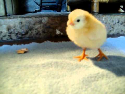 2 day old chick with limp - YouTube