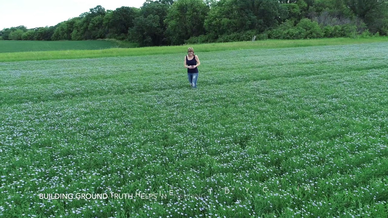 Flax in Bloom - YouTube
