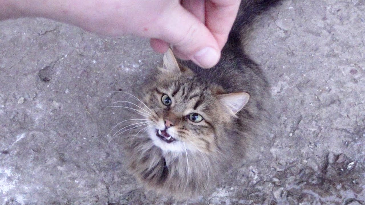 Friendly cats meowing so happy - YouTube