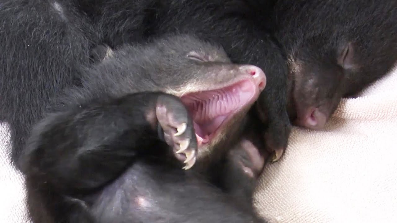 How 3 Bear Cubs Are Getting Nursed Back to Health - YouTube