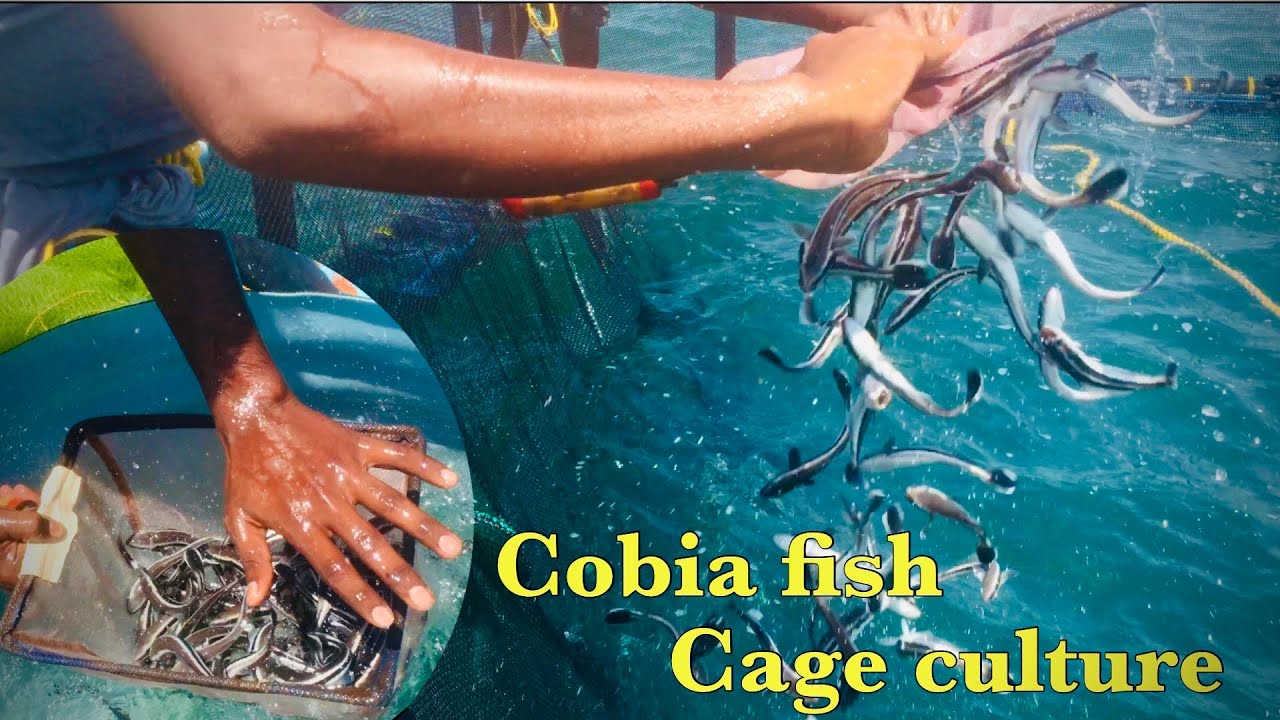 Releasing Cobia fish into new sea cage for aquaculture | open fish farm ...
