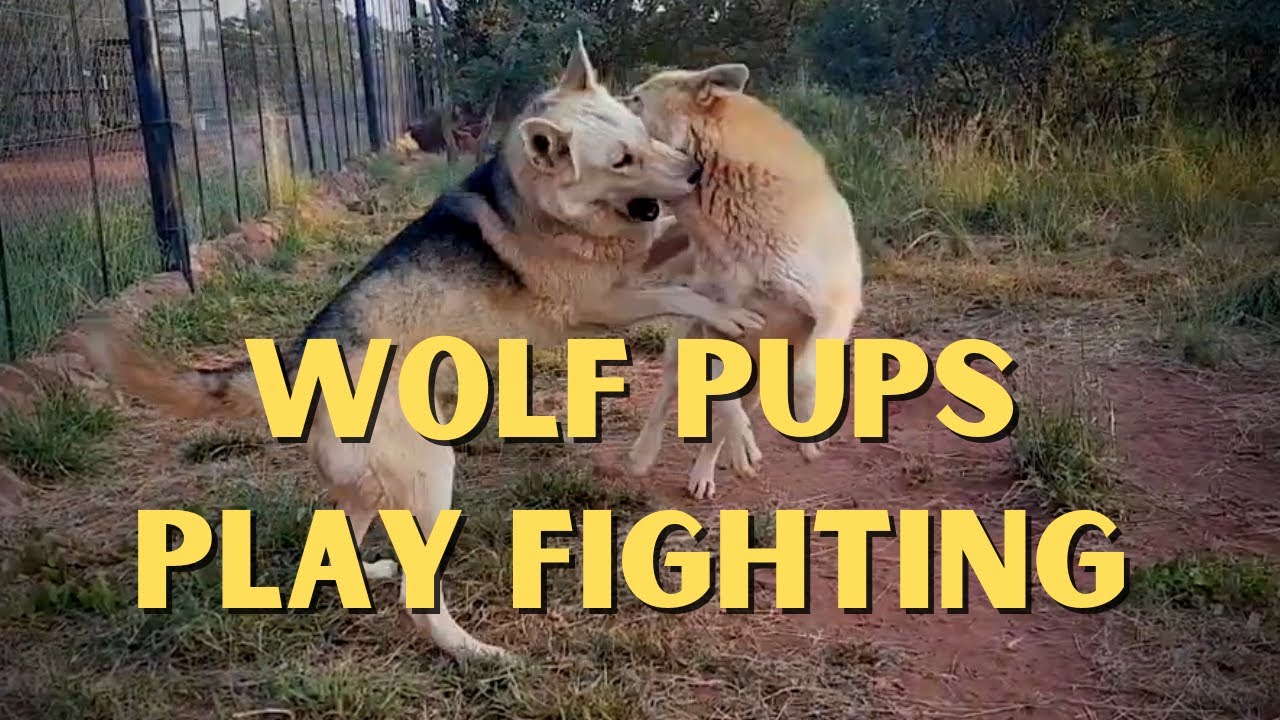 Wolf Pups Play Fighting