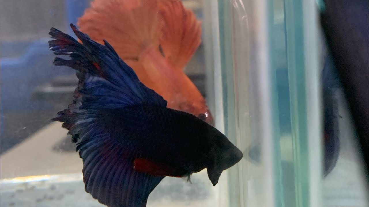 #fish #fighter #bettafish #angry #fish fighter | #ready to fight ...