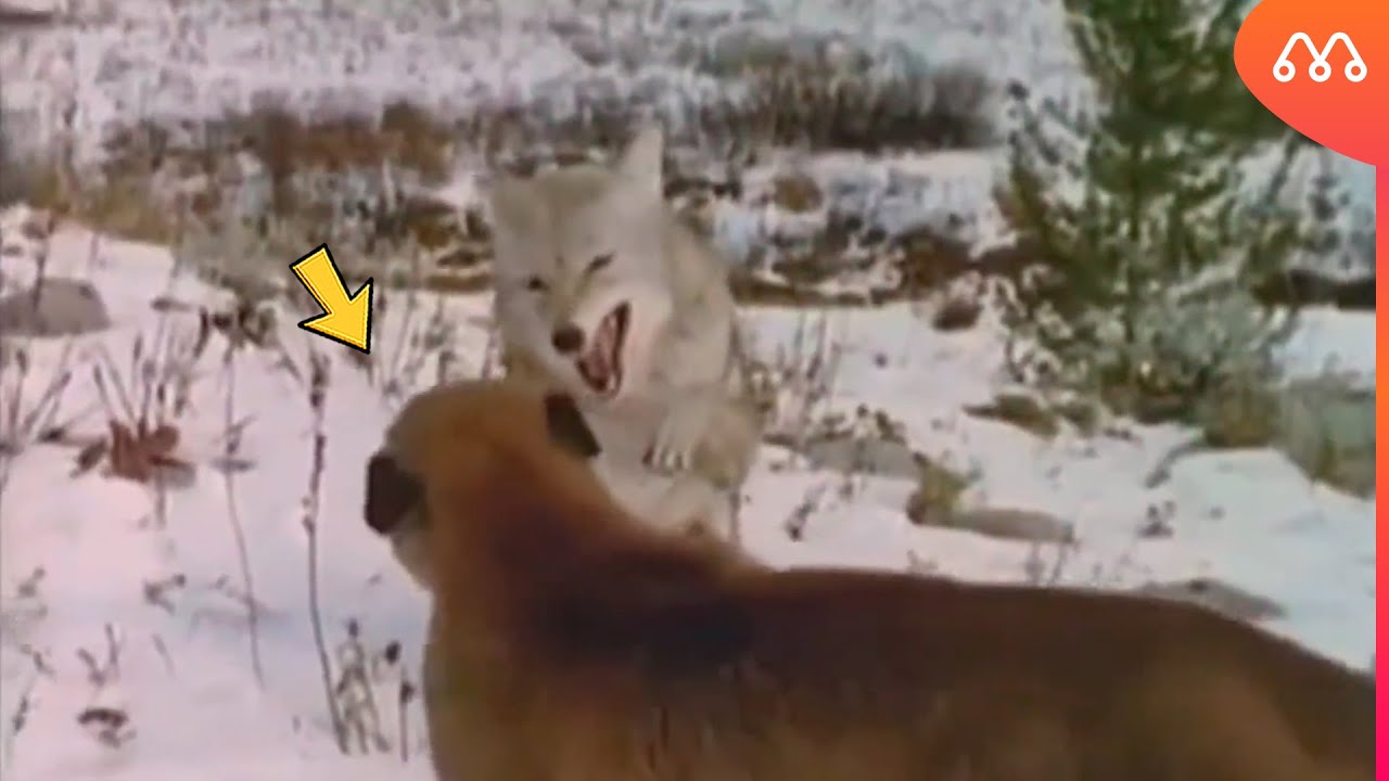 AS BRIGAS MAIS INCRIVEIS DE LOBOS CONTRA FELINOS SELVAGENS - YouTube