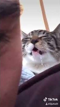 Dizzy Cat Drools Excessively After Having Catnip - 1107656 - YouTube