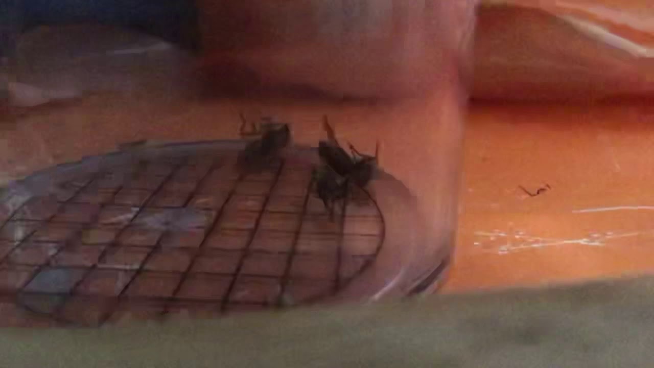 Fly scheming - YouTube