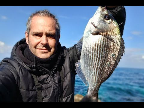 Rockfishing, bellissima tanuta, cantaro, pesca con calamaretto come esca. Pescare tanute.