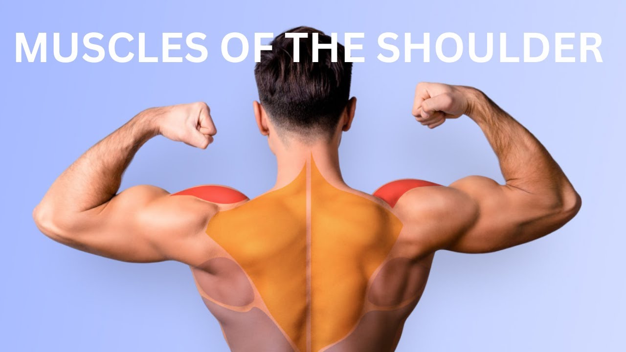 Muscles of the Shoulder - YouTube