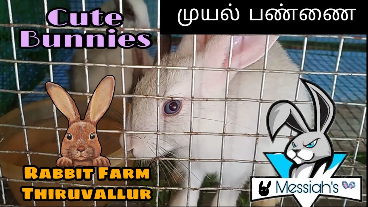 Rabbit Farming - முயல் வளர்ப்பு in Thiruvallur Chennai | Messiah Rabbit ...