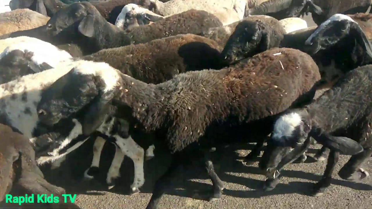 Sheep Videos | Sheep and Goat Videos with Sounds - YouTube