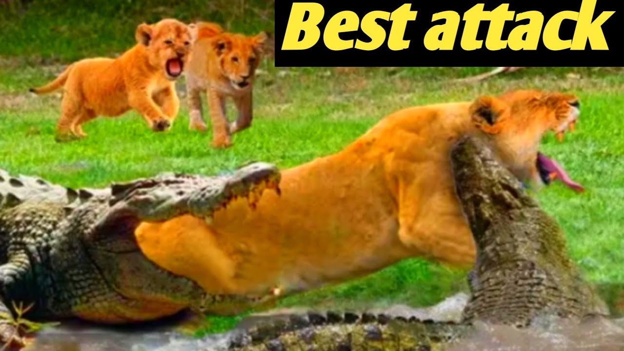 Lion documentary 2022 !ARK ! Nintendo switch ARK survival - YouTube