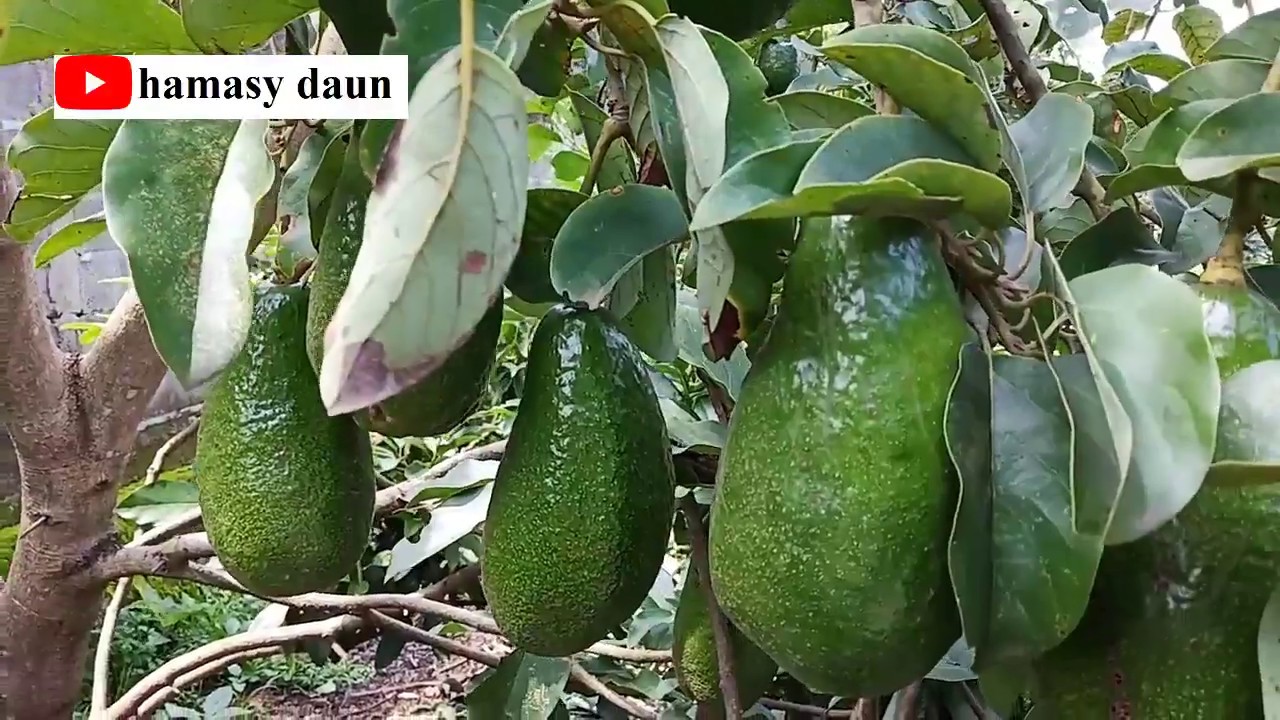Alpukat Pluwang Merata buahnya - YouTube