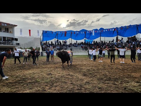 Yusufeli Derekapı Boğa Güreşleri Canlı Yayın