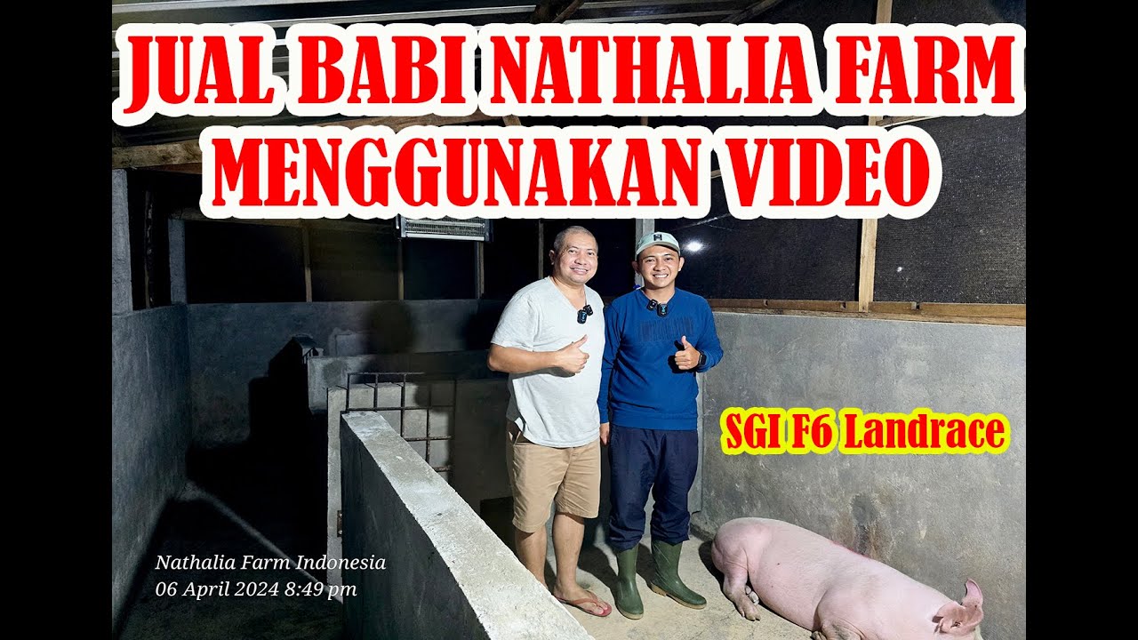 NATHALIA FARM JUAL BABI MENGGUNAKAN VIDEO - YouTube
