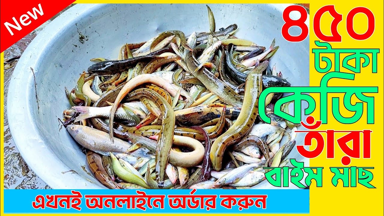 সরাসরি নদী থেকে ধরা তারাবাইম মাছ বিক্রি হচ্ছে ৪৫০ টাকা কেজি | তাঁরা ...