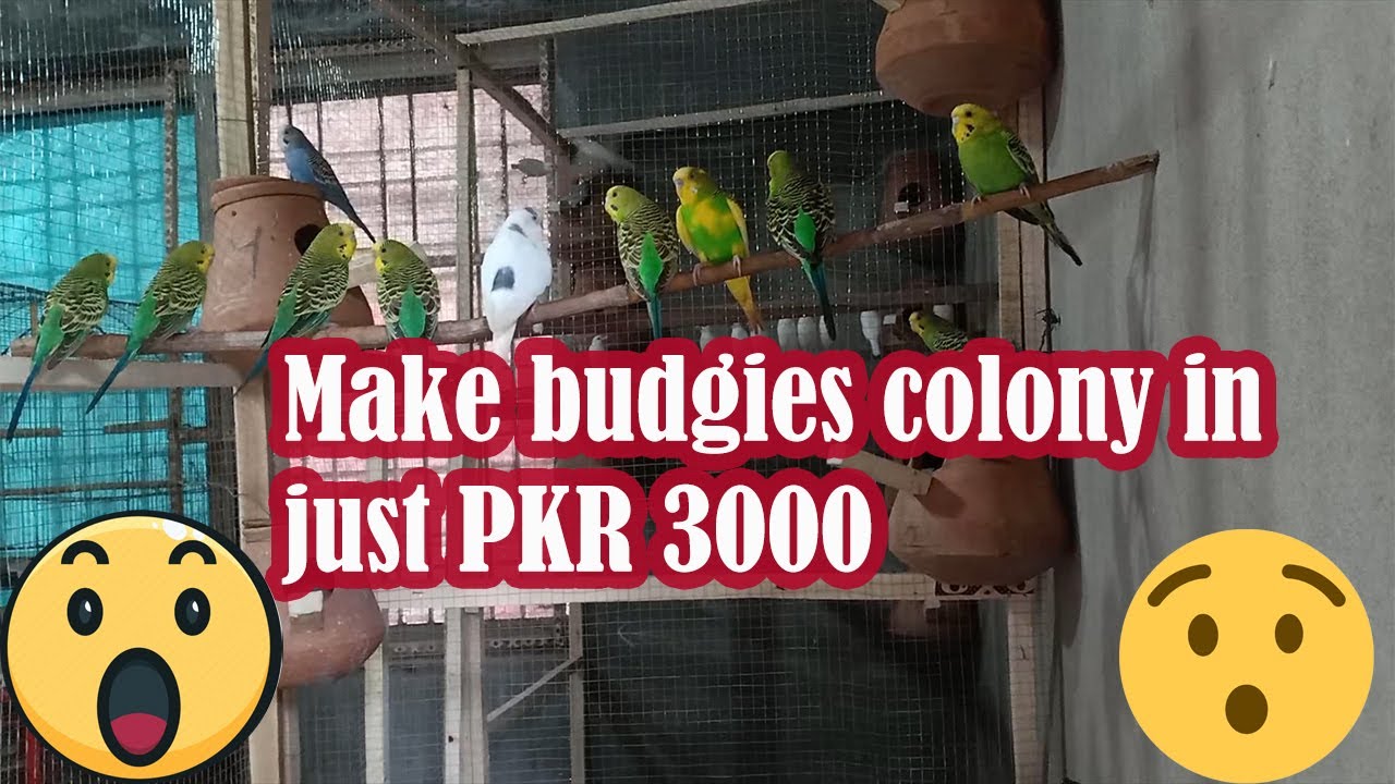 Budgies colony l making colony in just 3000 l easy wooden cage l ...