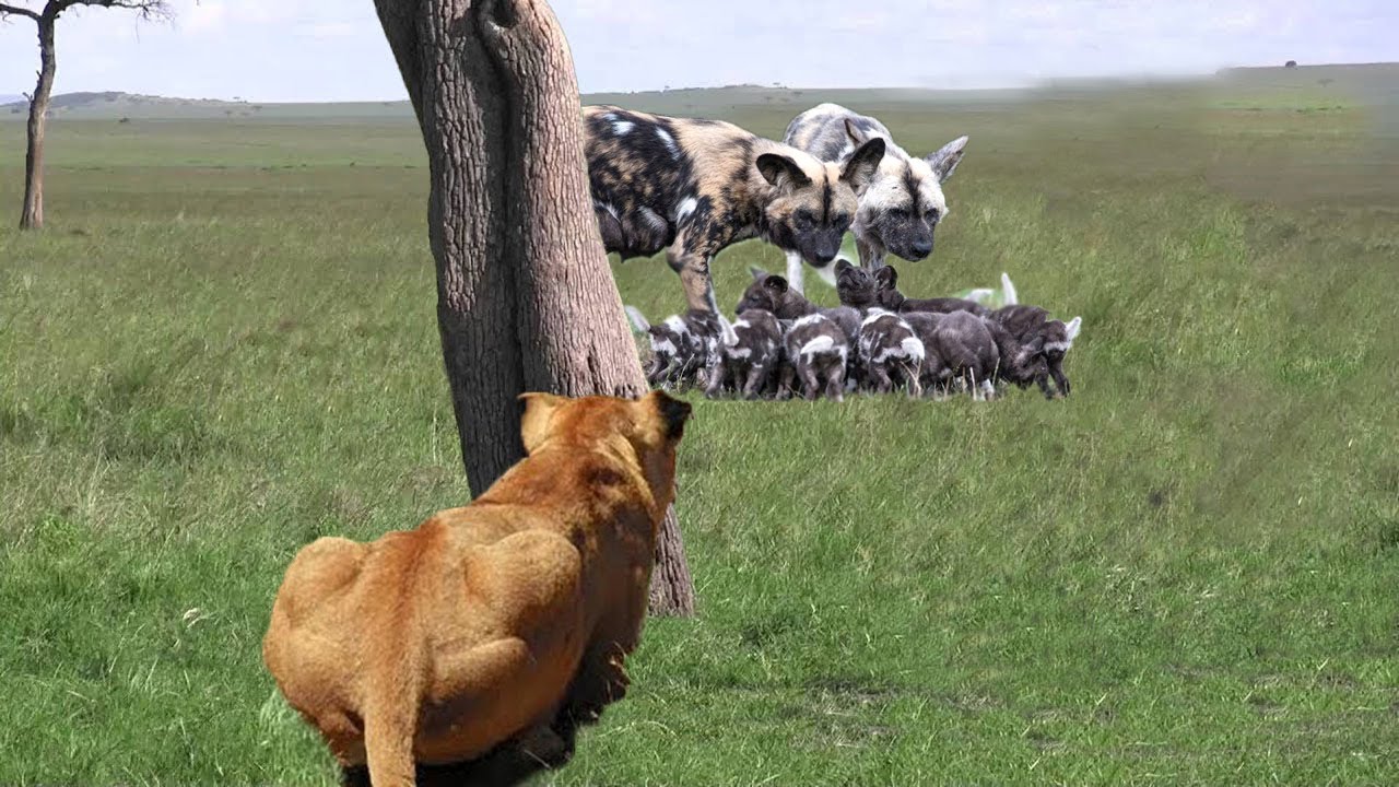 Foolish! Wild Dogs Foolishly Did This On The Lion Territory, Causing It ...