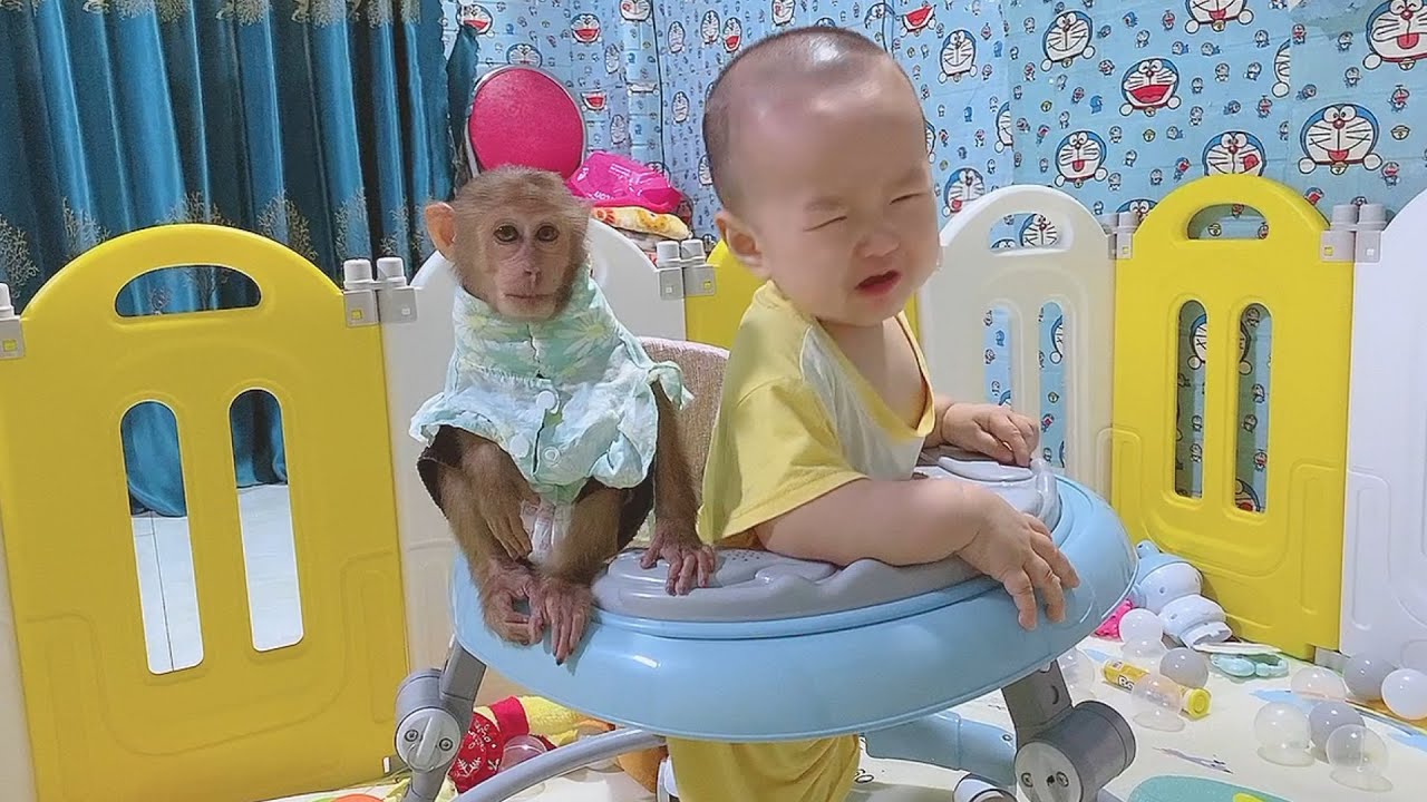 Molly the monkey took care of baby Minh and cried loudly looking for ...