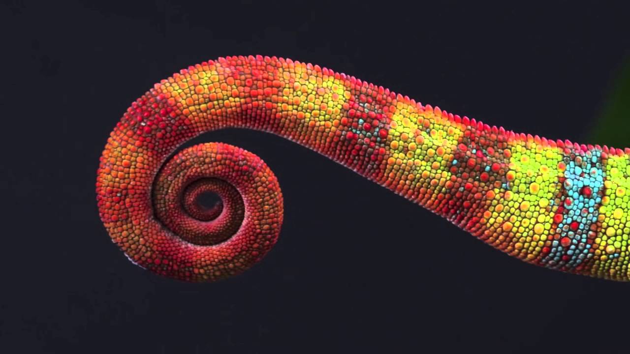 How The Seahorse Got Its Square Tail - YouTube