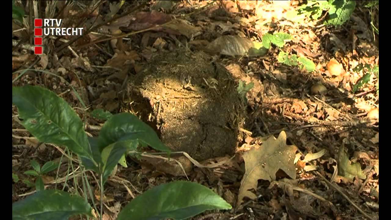Olifantenpoep moet dassen Den Dolder verjagen - YouTube