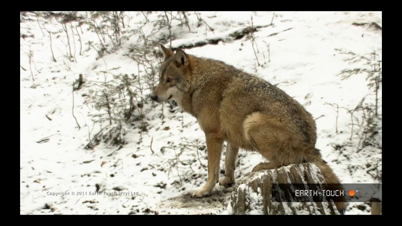 Searching for wolves in snowy Romania - YouTube