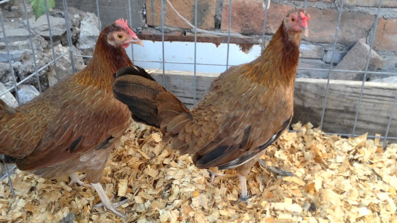 Gallinas round head patas blancas - YouTube