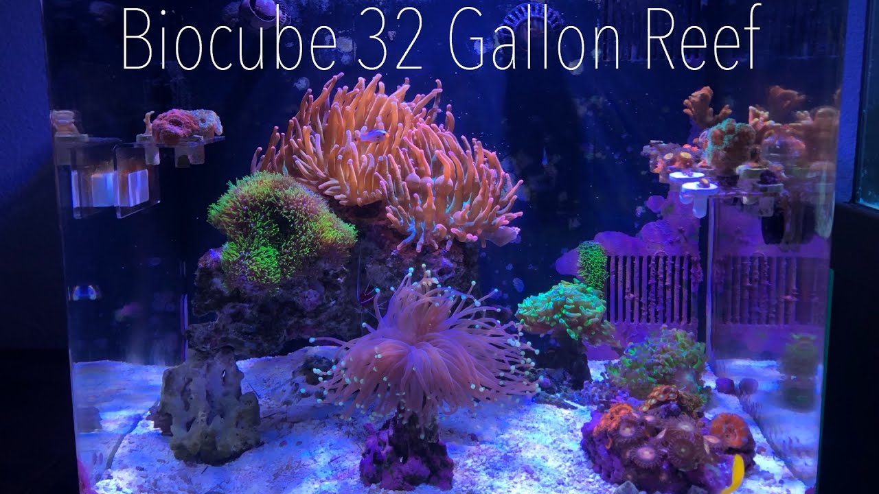 Biocube 32 Nano Reef Tank (8 month update) - YouTube