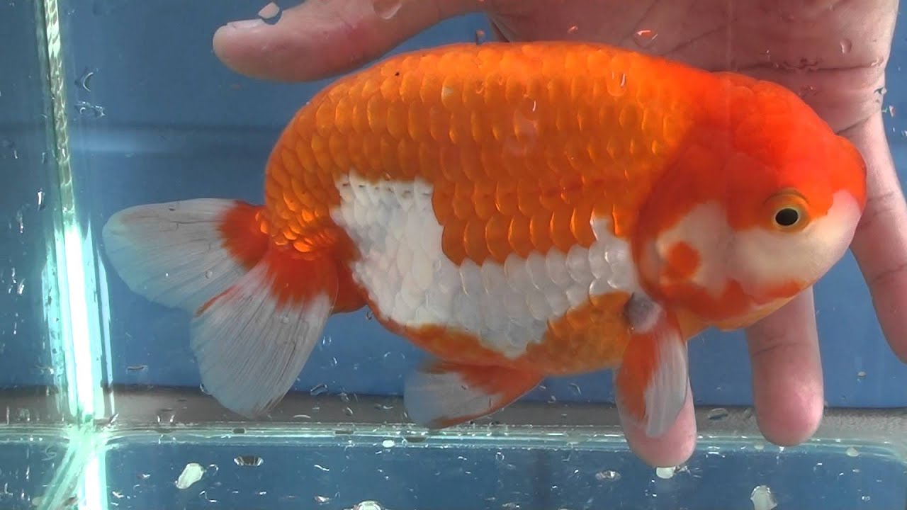 huge ranchu - YouTube