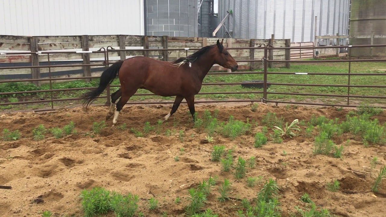 Skipper Round penning - YouTube