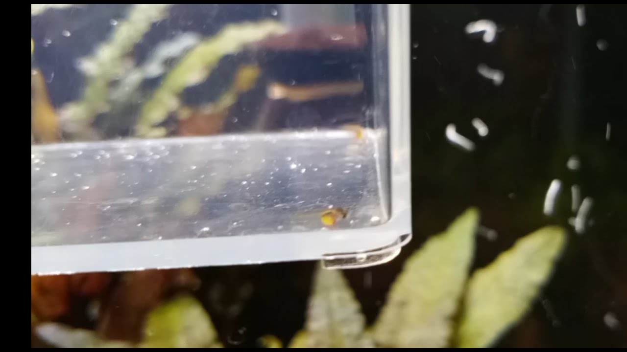 Extremely premature endler fry and what I did - YouTube