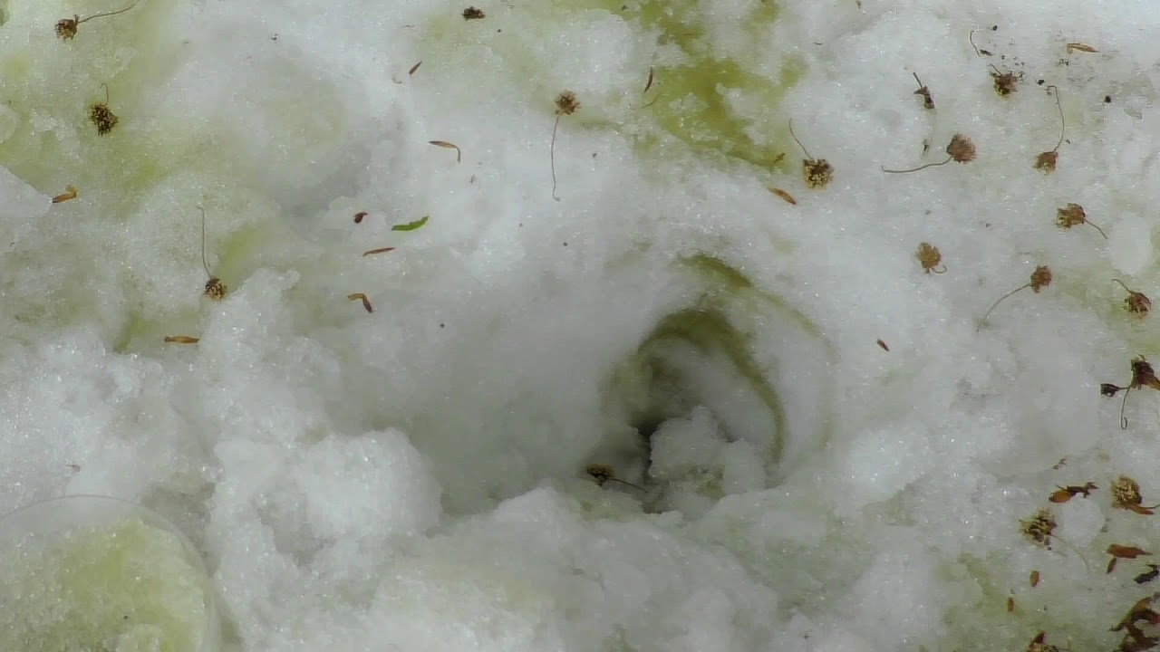 Green snow at Mt. Gassan, Yamagata 3 - YouTube