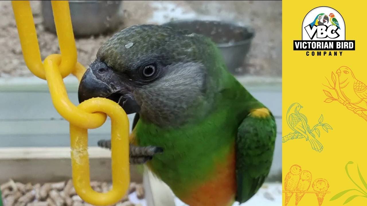 Current Hand Reared Parrots | 24th March | Victorian Bird Co - YouTube