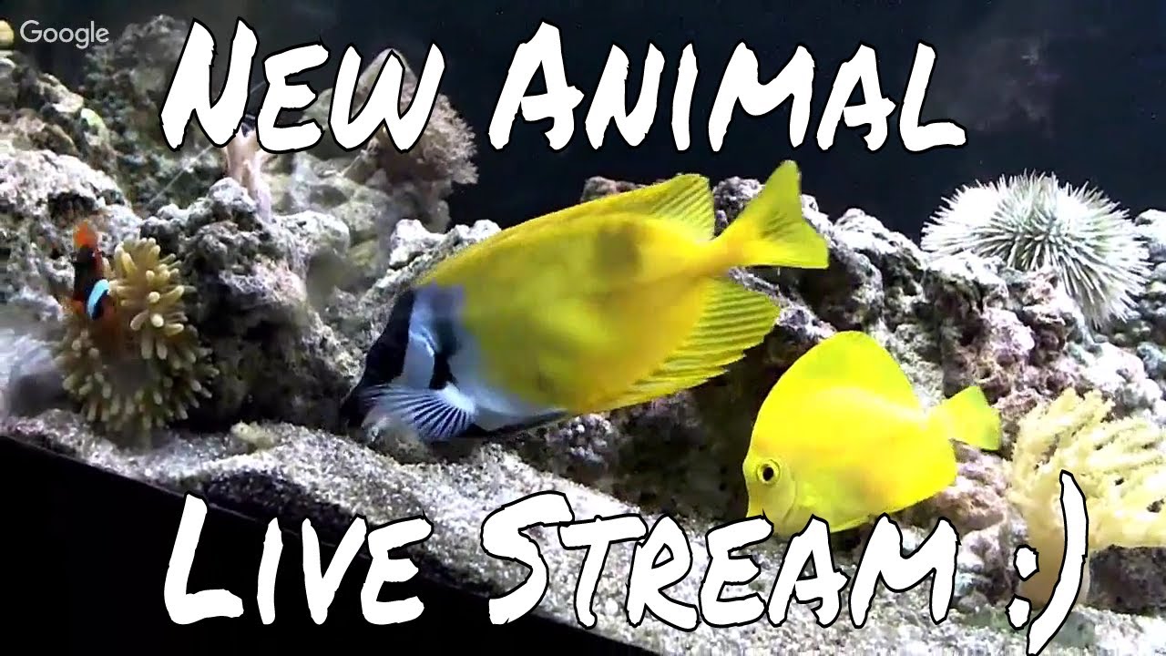 New Animals Live Stream :) - YouTube