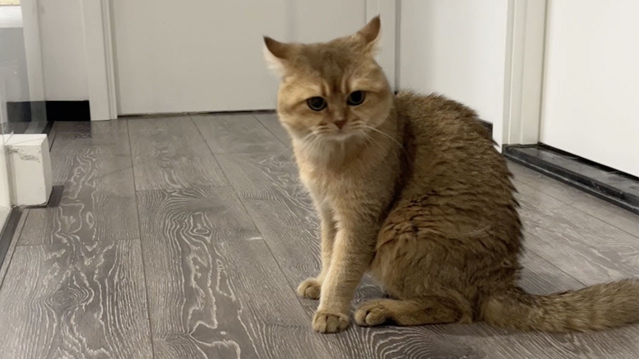 【PuPu噗噗】猫：你是狗吧 - YouTube