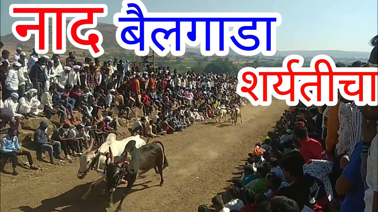 How To Run Bailgada sharyat pune maharashtra - YouTube